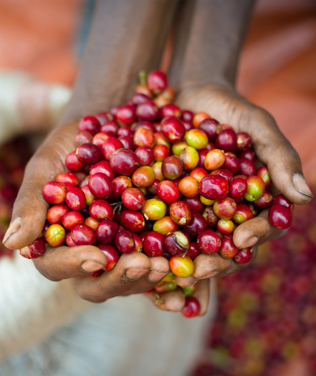 Bumbogo - August's Roaster Choice Subscription Coffee - Volcano Coffee ...